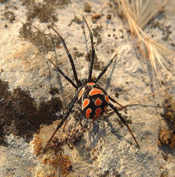 Spinnen in Spanje – Verblijven in Spanje